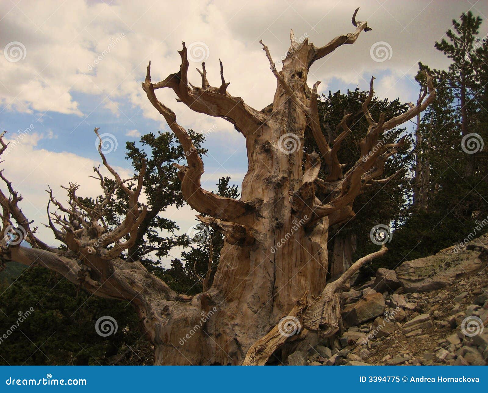 Pin de Bristlecone antique image stock. Image du nationale - 3394775