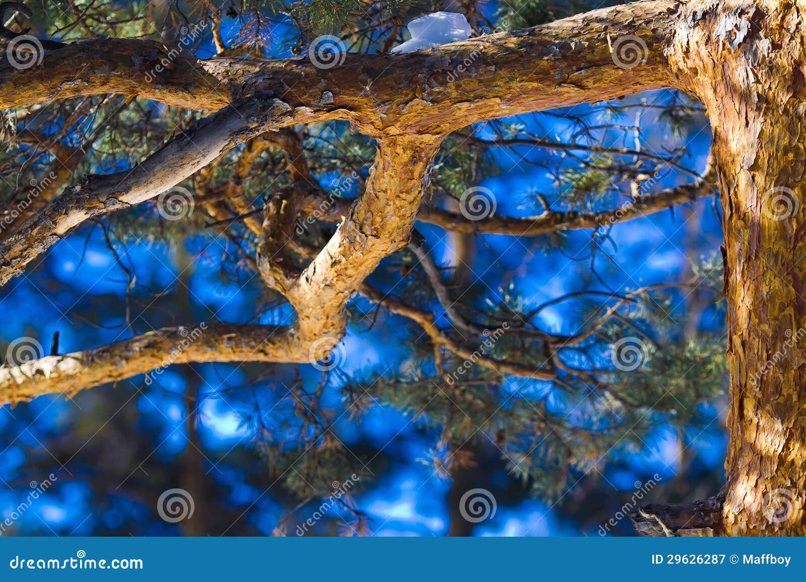 Pin de tronc image stock. Image du ciel, durée, foncé - 29626287