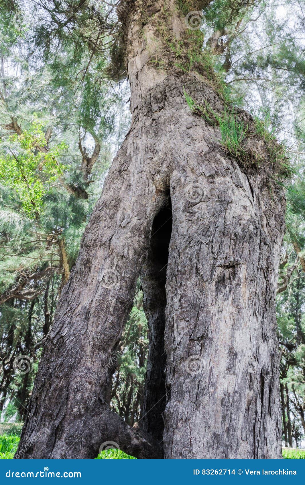 Pin De Tronc Avec Un Trou Aux Racines Photo stock - Image du mammifère ...
