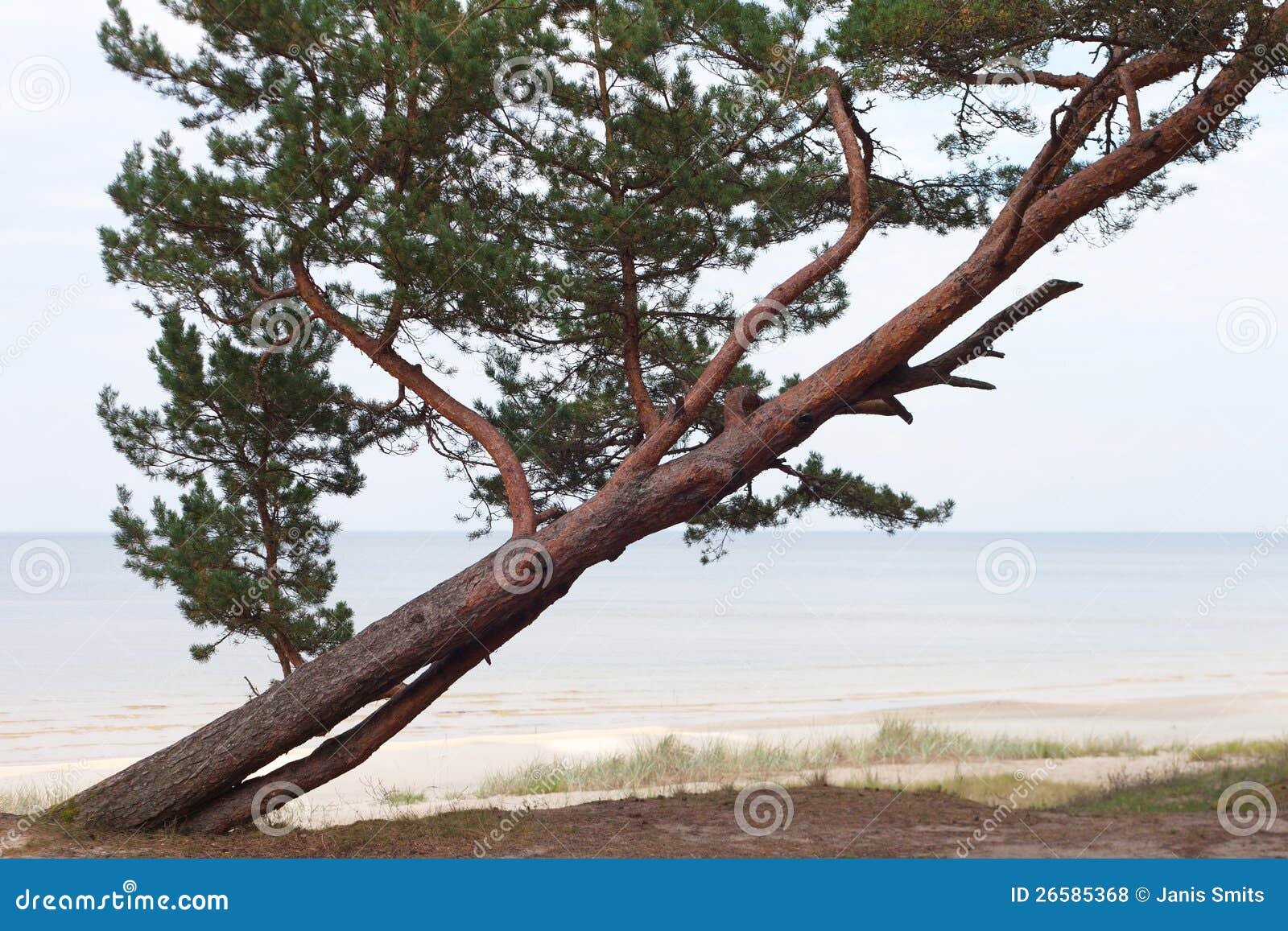 Pin en mer. photo stock. Image du dunaire, ciel, conifére - 26585368