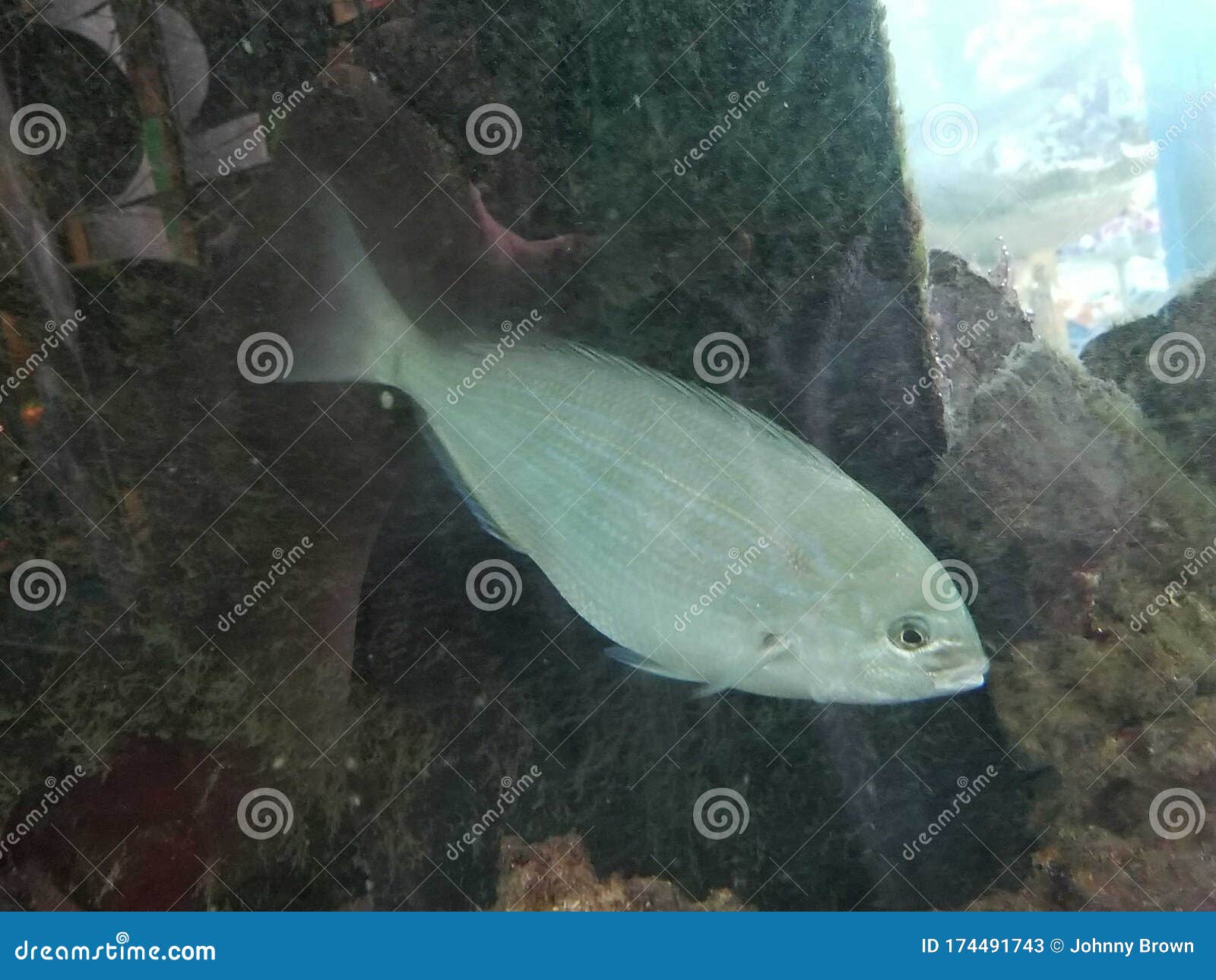 Pin fish in aquarium stock image. Image of teopical - 174491743