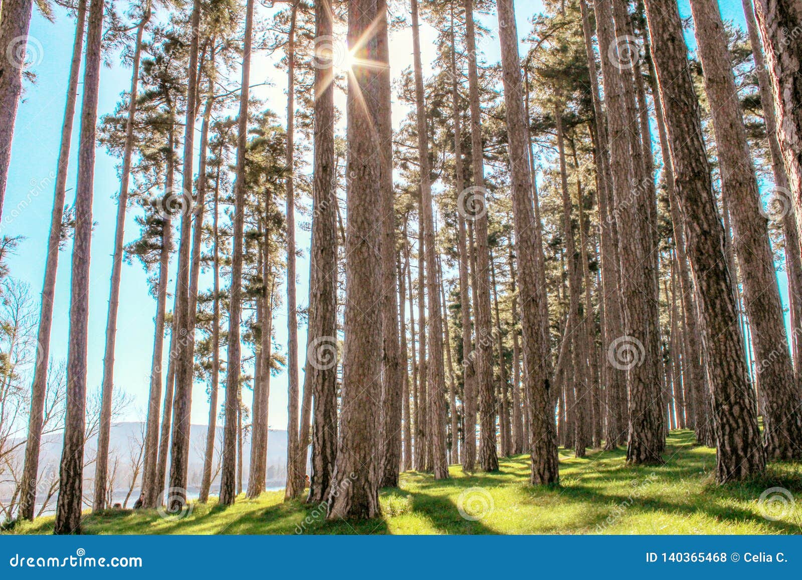 Pin forest stock photo. Image of trees, tranquility - 140365468