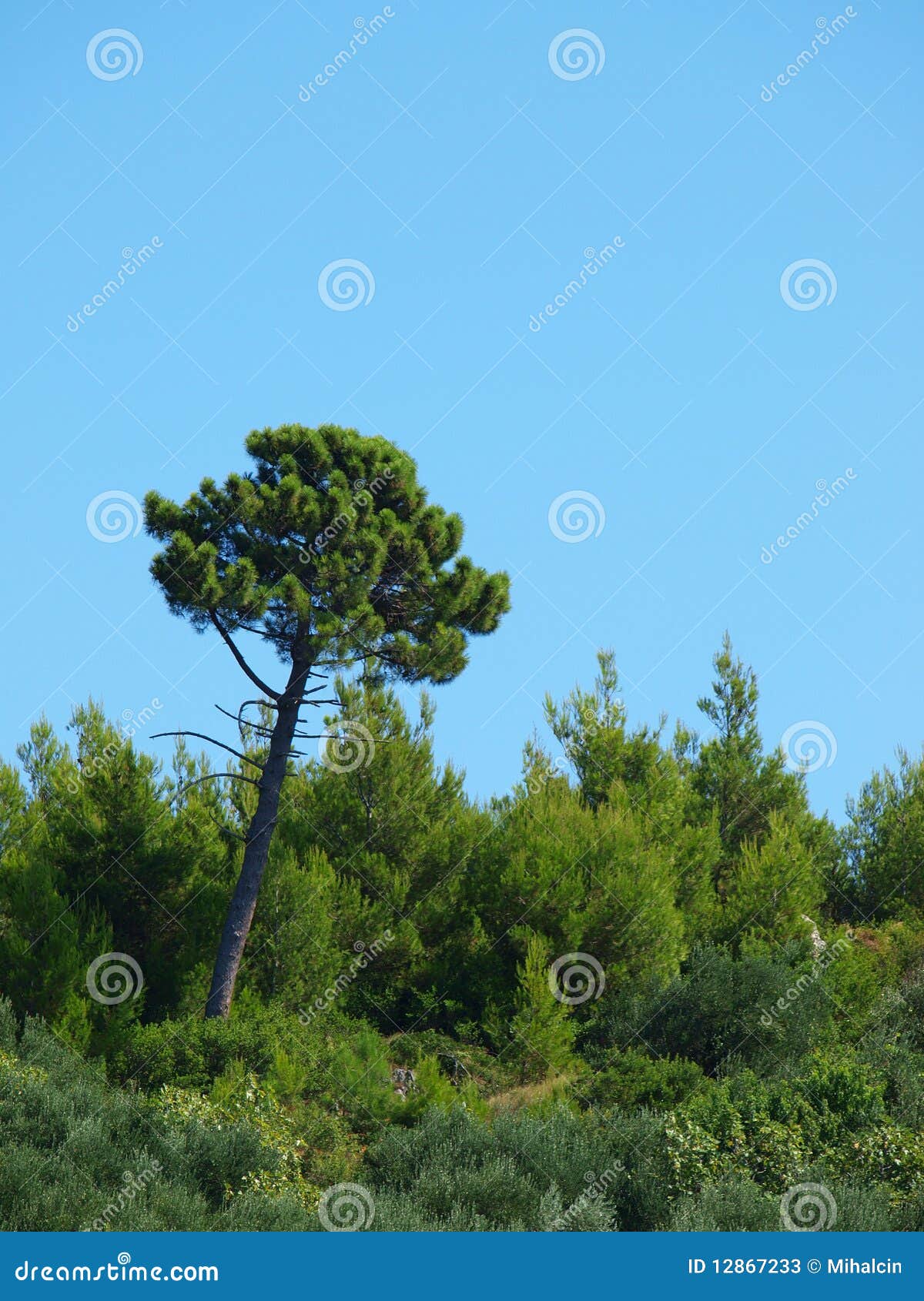 Pin Méditerranéen (vertical) Image stock - Image du conifère, grec ...