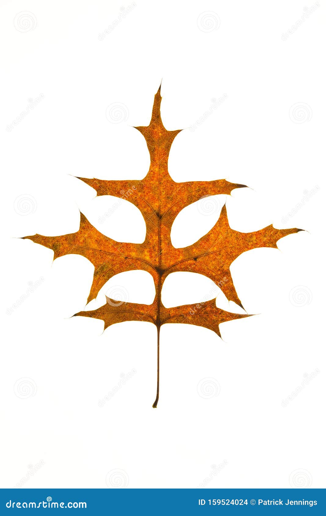 Pin Oak Leaf Isolated on White Background. Stock Photo - Image of tree ...