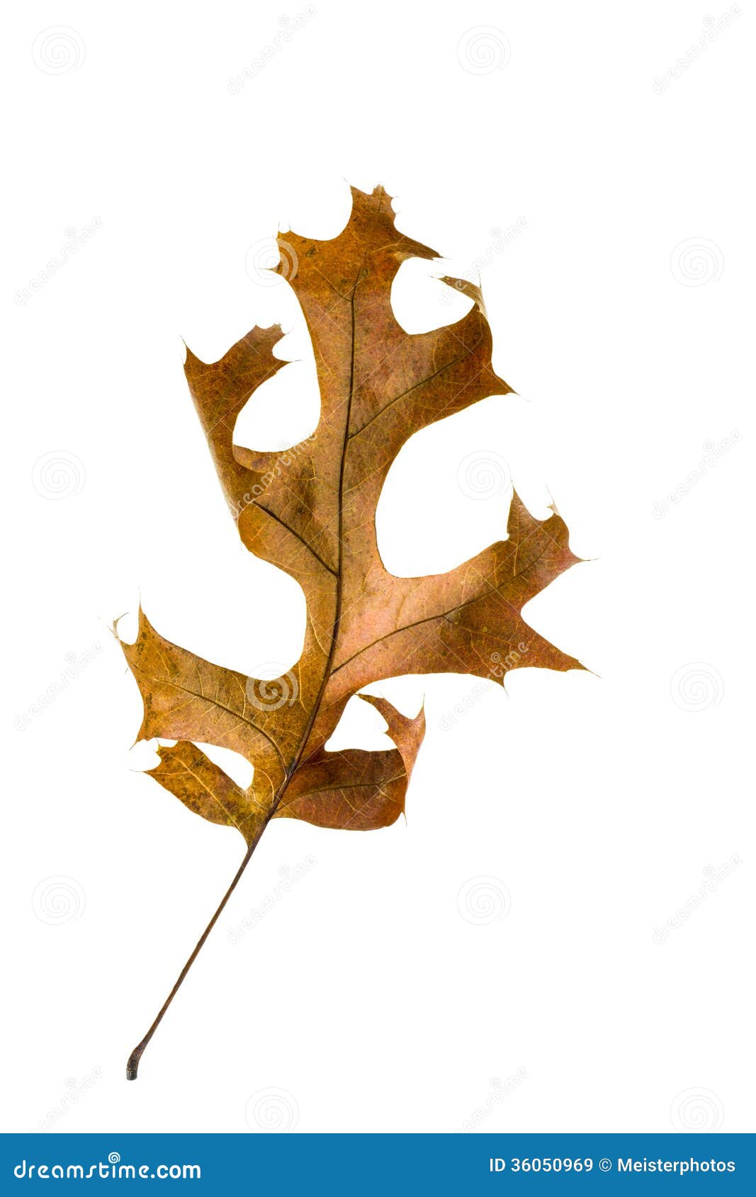 Pin Oak Leave in Fall, Isolated Stock Image - Image of curved, pinoak ...