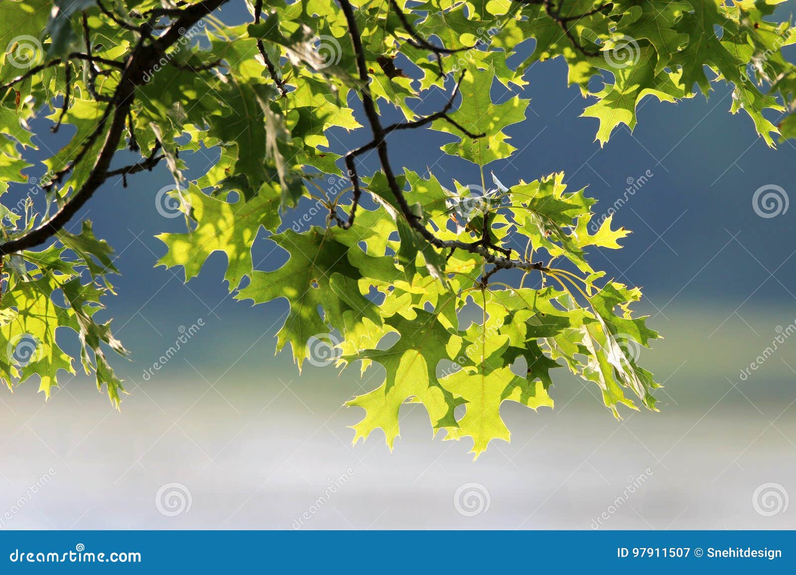 Pin Oak leaves stock image. Image of sunlight, leaves - 97911507