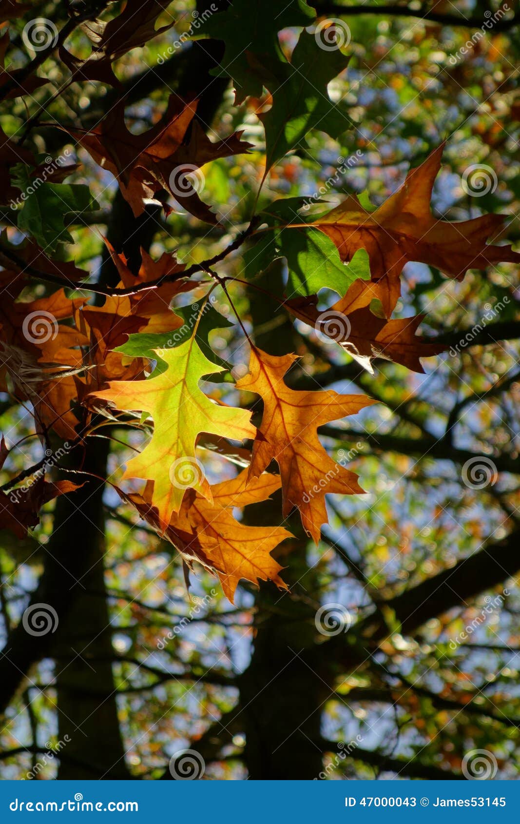 Pin Oak Leaves stock image. Image of nature, leaves, fall - 47000043