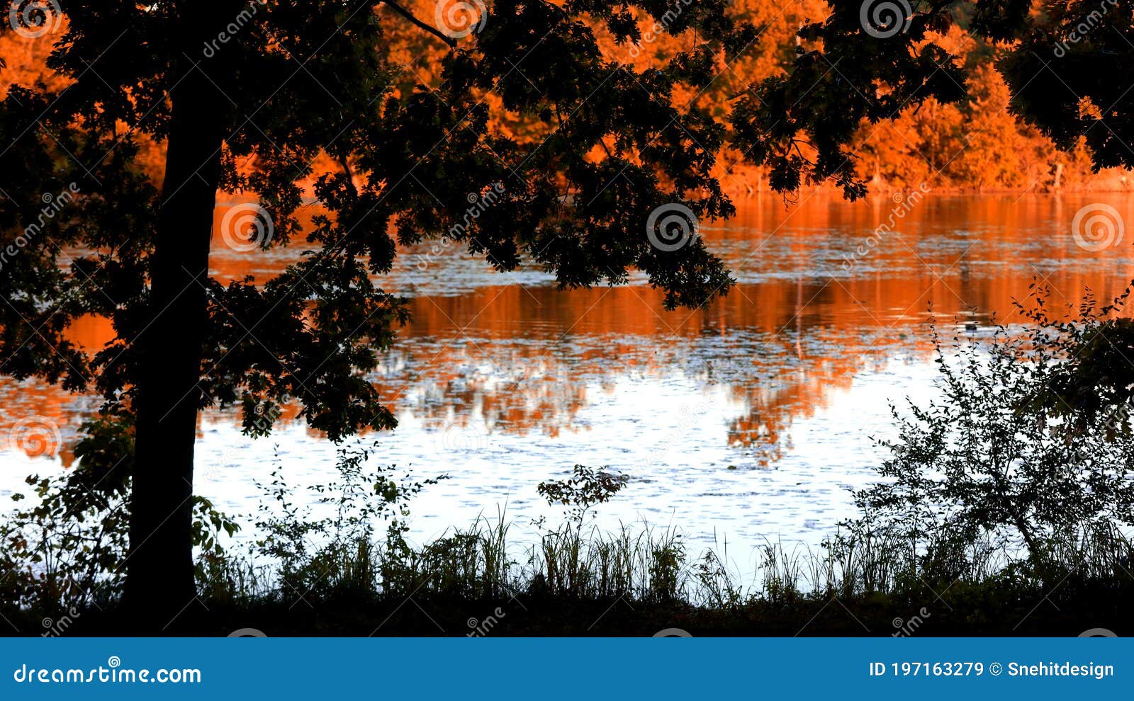 Pin Oak Tree by the Lake with Autumn Reflection in the Lake Stock Image ...