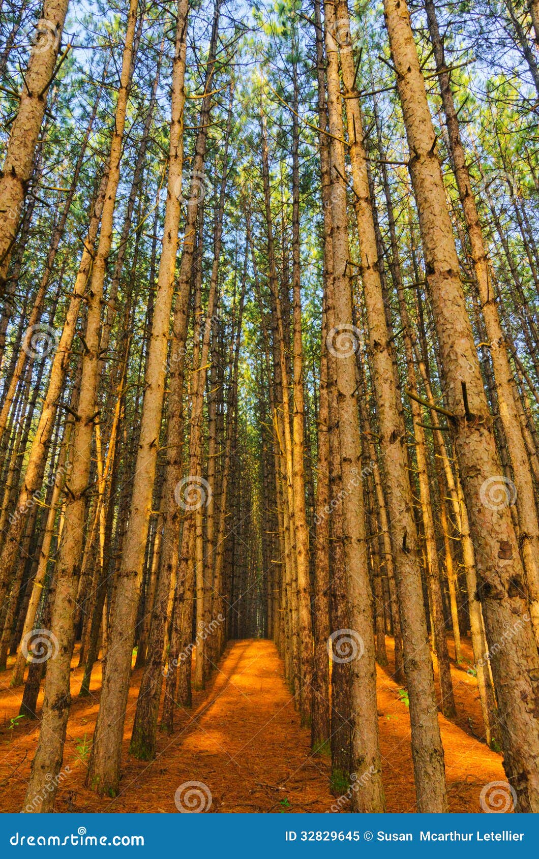 Pin Rouge Forest Grove Des Arbres Image stock - Image du arbre, floride ...