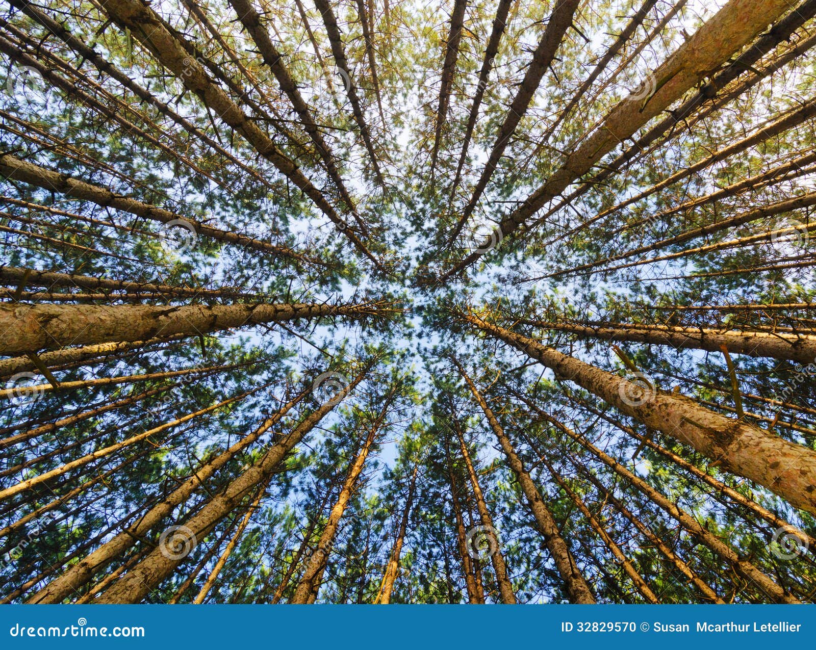 Pin Rouge Forest Looking Up Photo stock - Image du forêt, ciel: 32829570