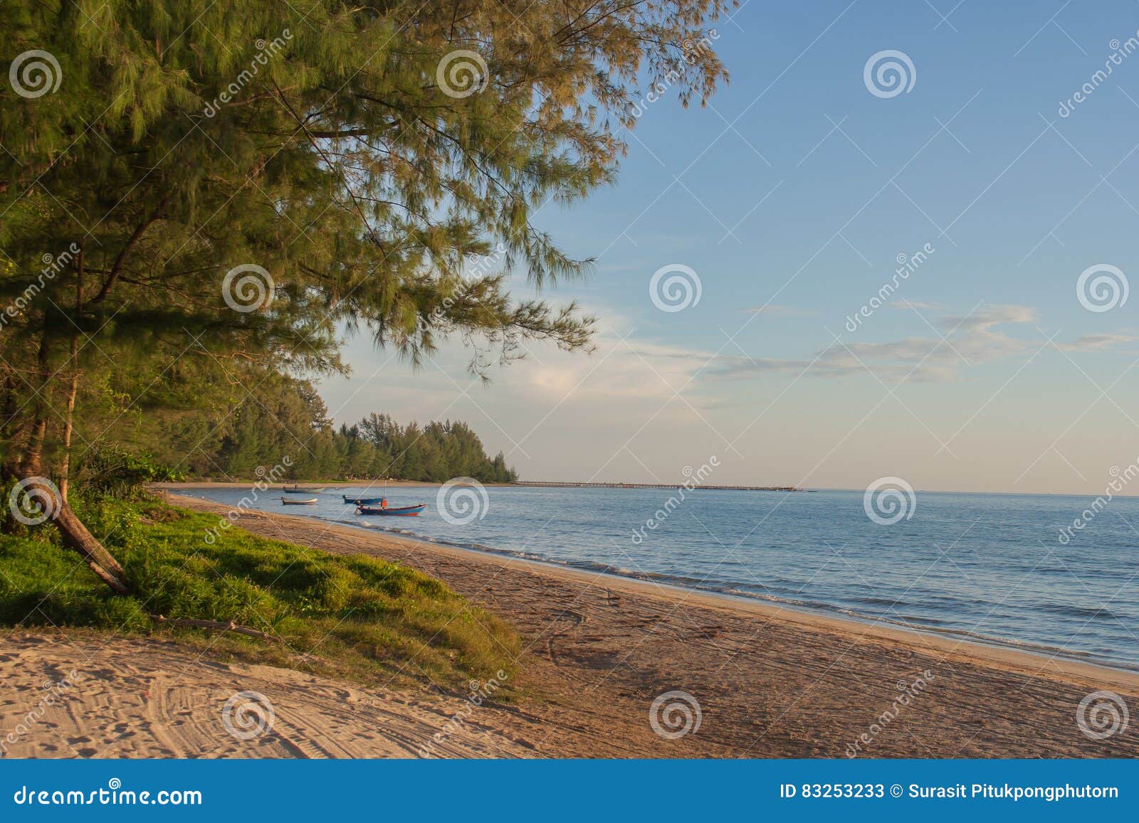 Pin Sur La Plage Avec La Mer Et Le Ciel Bleu Image stock - Image du ...