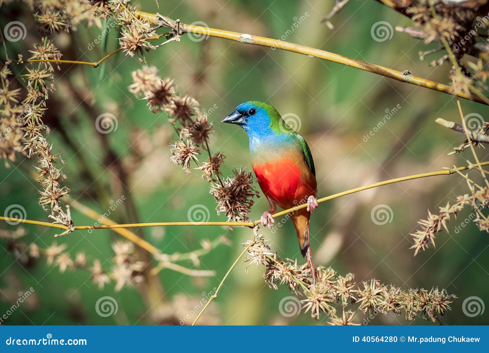 Pin-tailed Parrotfinch Erythrura Prasina Male Cute Birds Of Thailand ...