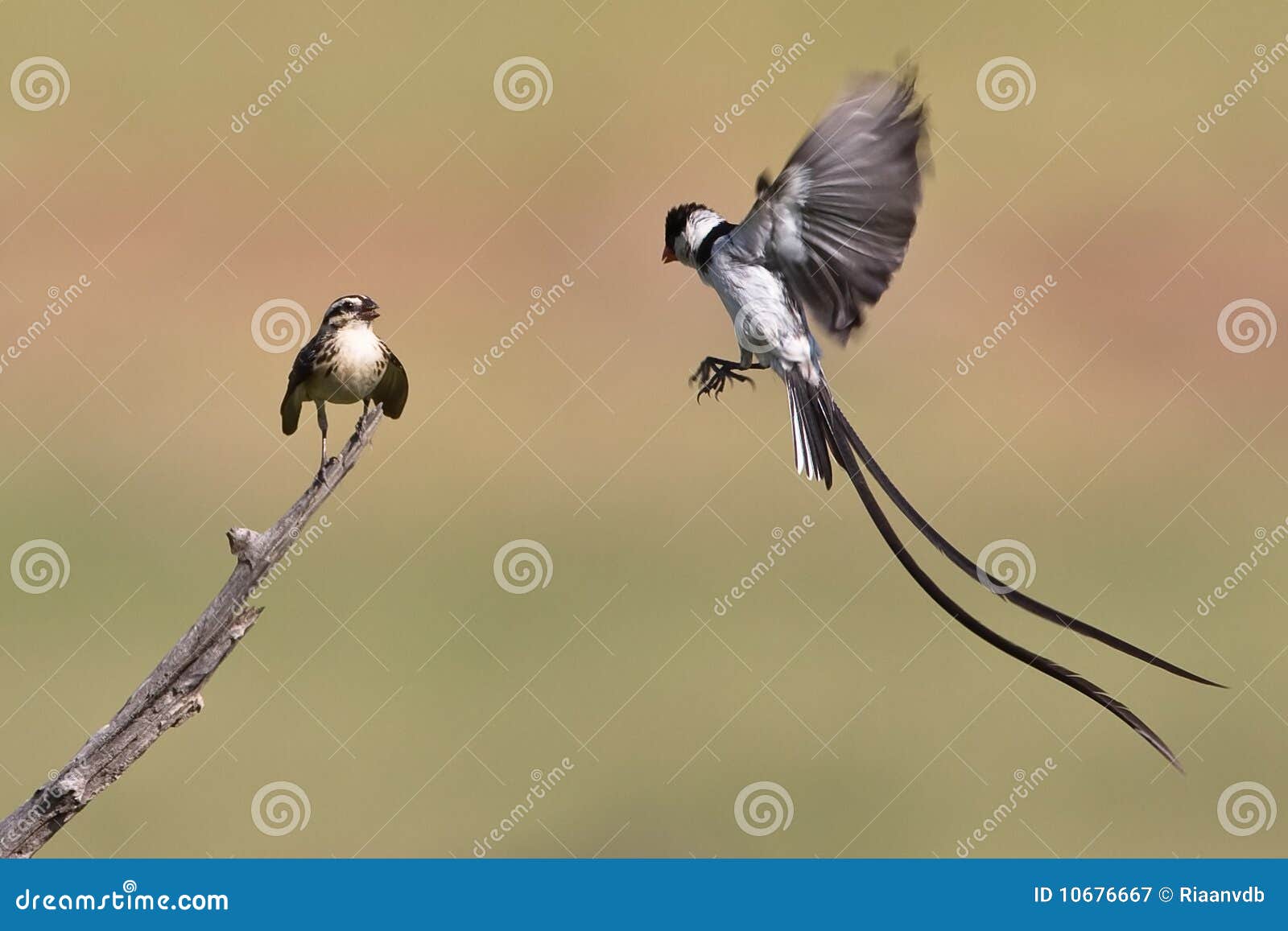 Pin tailed Whydah stock image. Image of safari, animals - 10676667