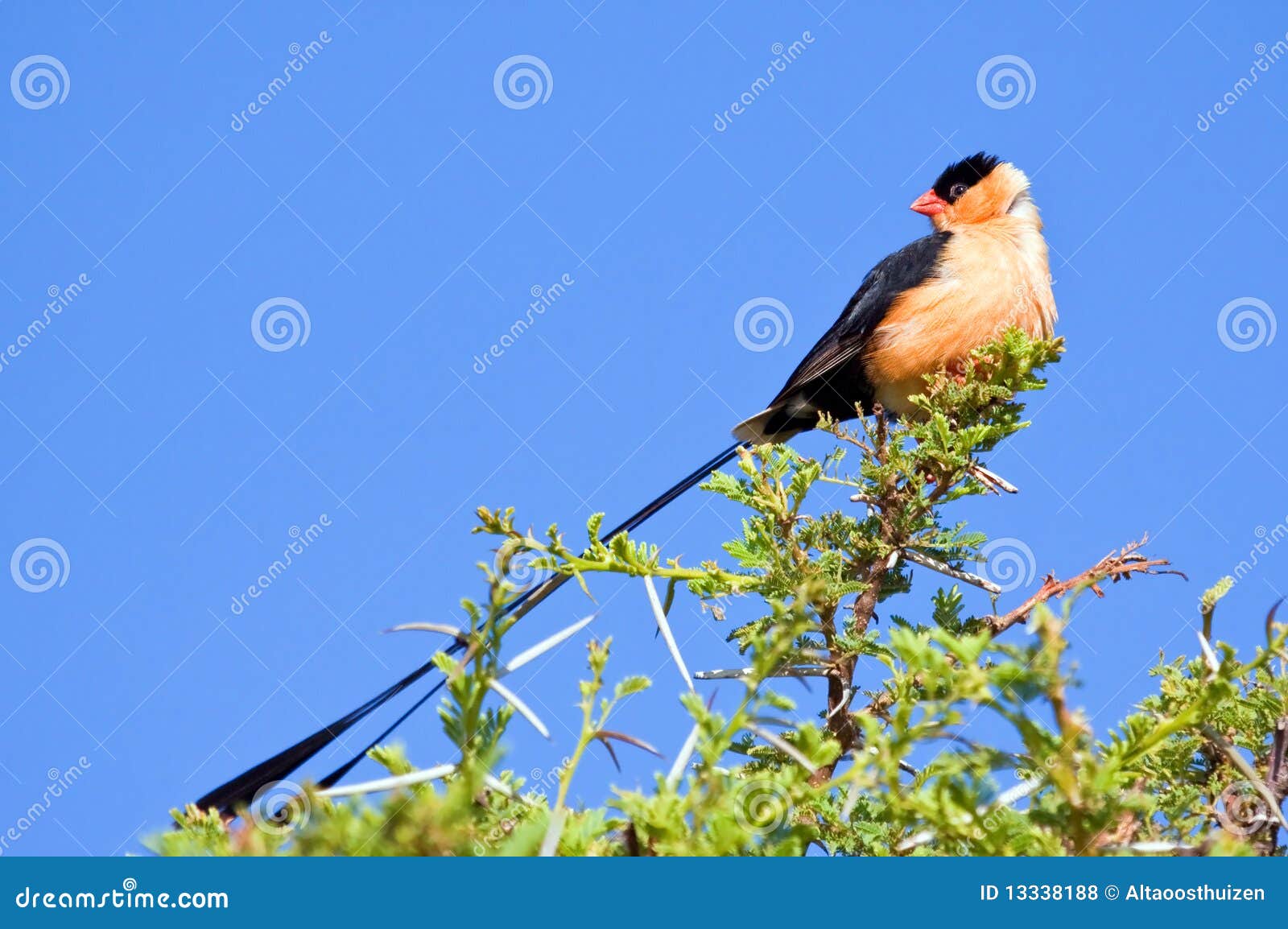 Pin-tailed whydah stock photo. Image of blue, black, bird - 13338188
