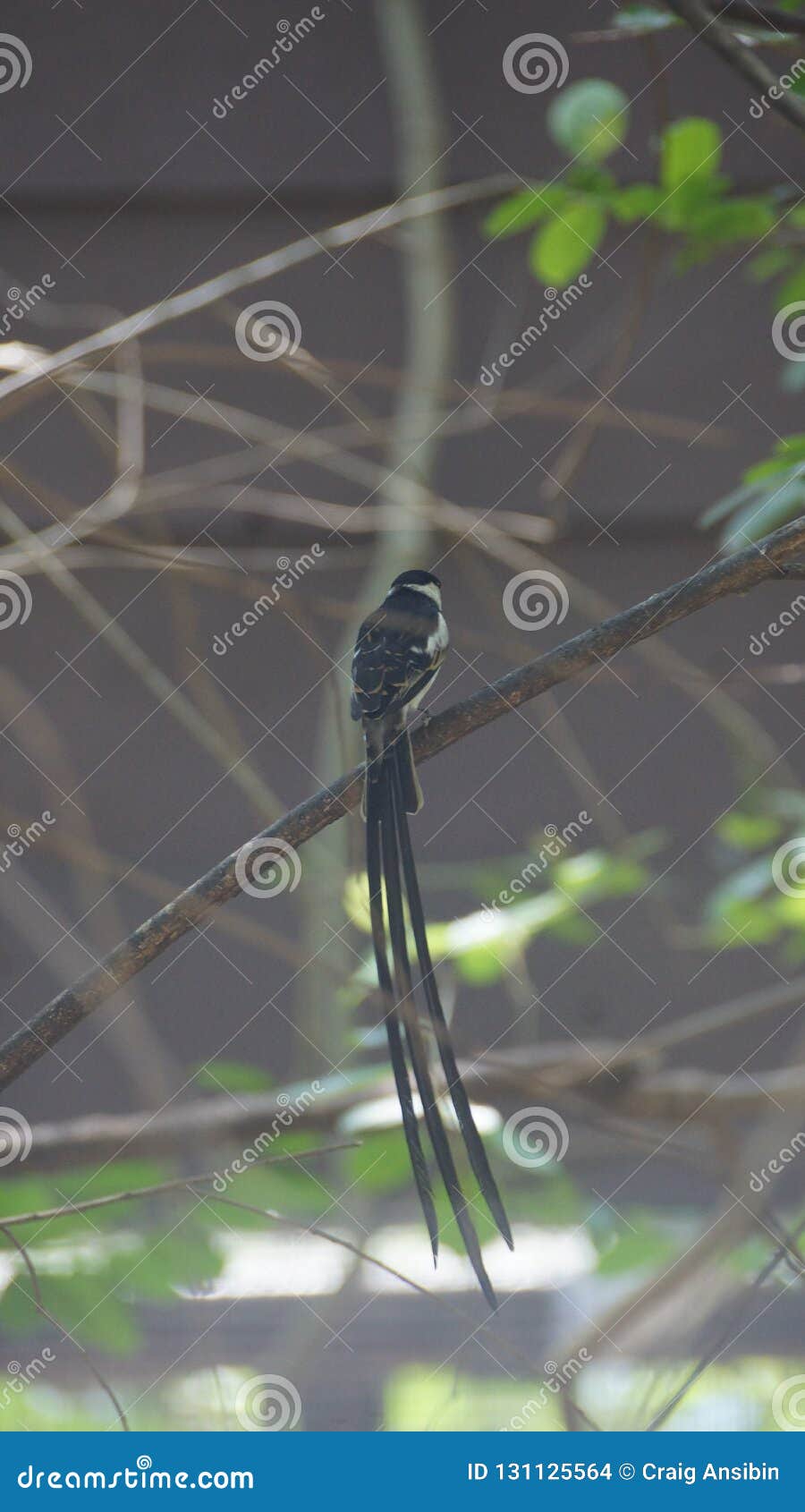 The Pin Tailed Whydah Is A Small Songbird With A Conspicuous Pennant Like Tail In Breeding Males
