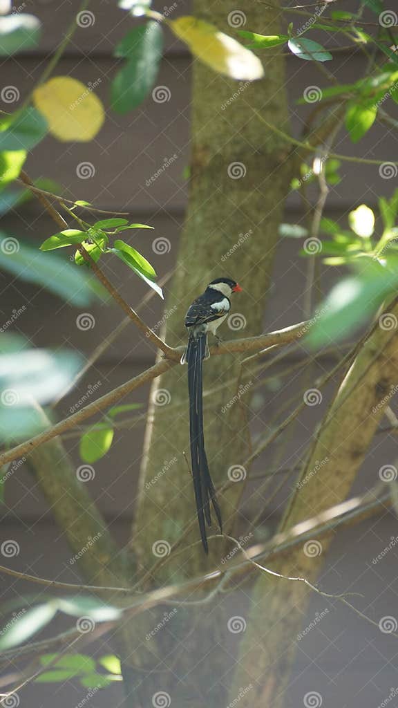 The Pin Tailed Whydah Is A Small Songbird With A Conspicuous Pennant Like Tail In Breeding Males