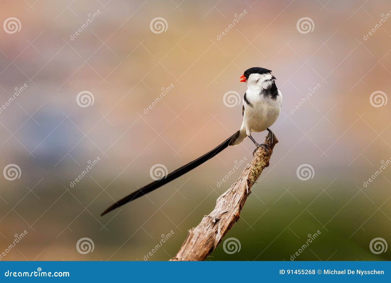 Pin tailed Whydah stock photo. Image of tailed, bill - 91455268