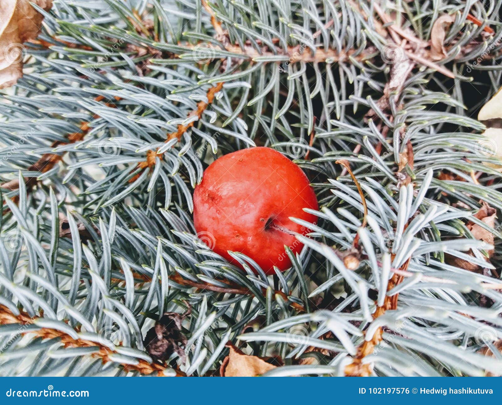 Pin tree stock photo. Image of tree, pass, walled - 102197576