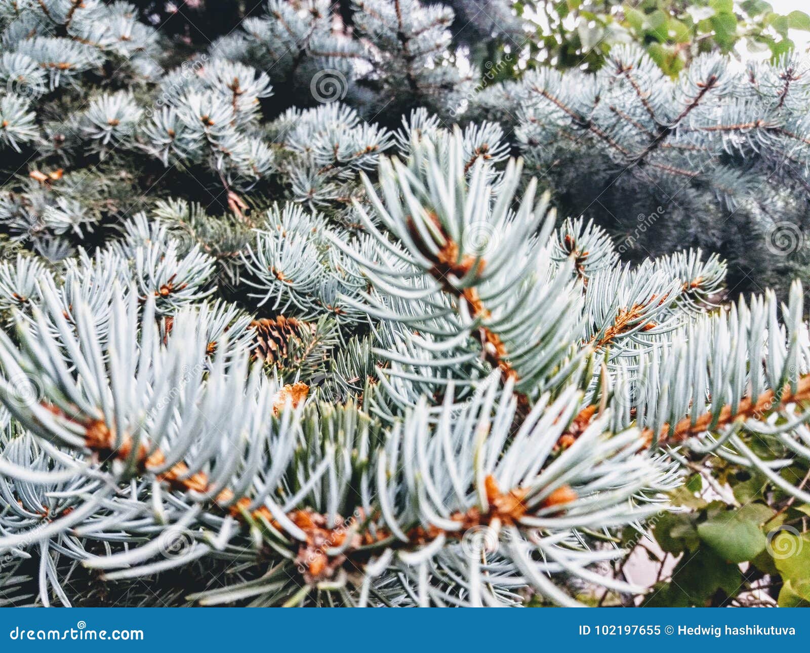 Pin tree stock image. Image of walled, tree, pine, conifer - 102197655