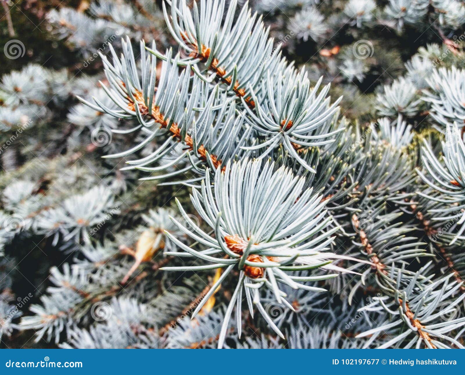 Pin tree stock image. Image of walled, pass, pine, winter - 102197677