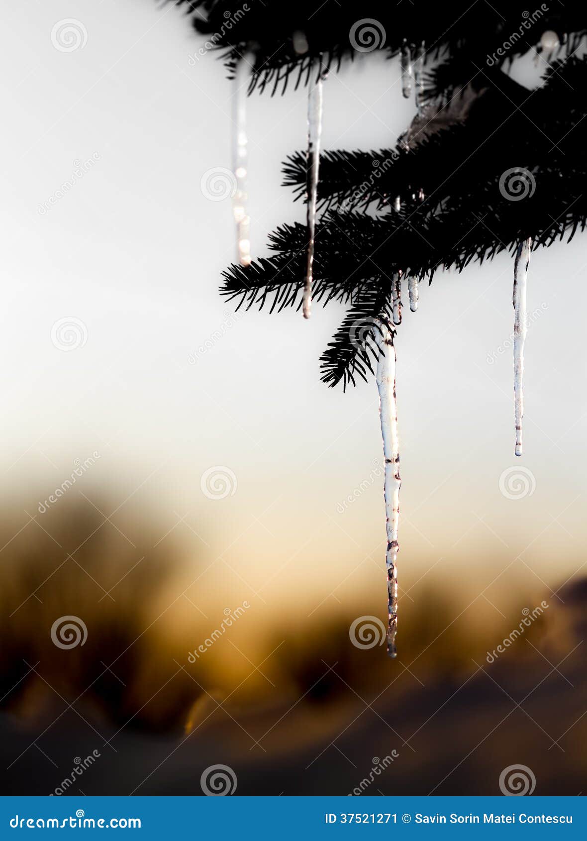 Pine tree with melting ice stock image. Image of detail - 37521271