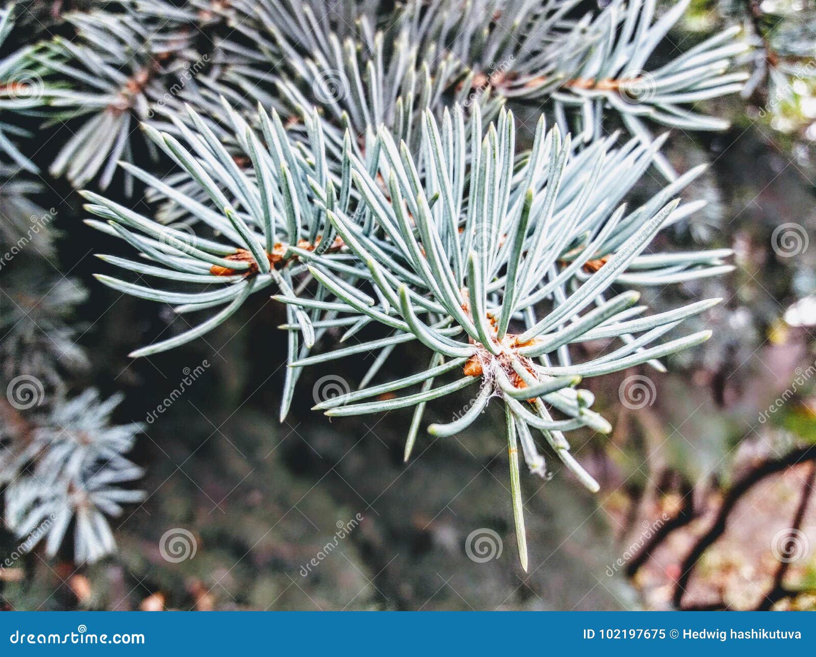 Pin tree stock image. Image of plant, spruce, evergreen - 102197675