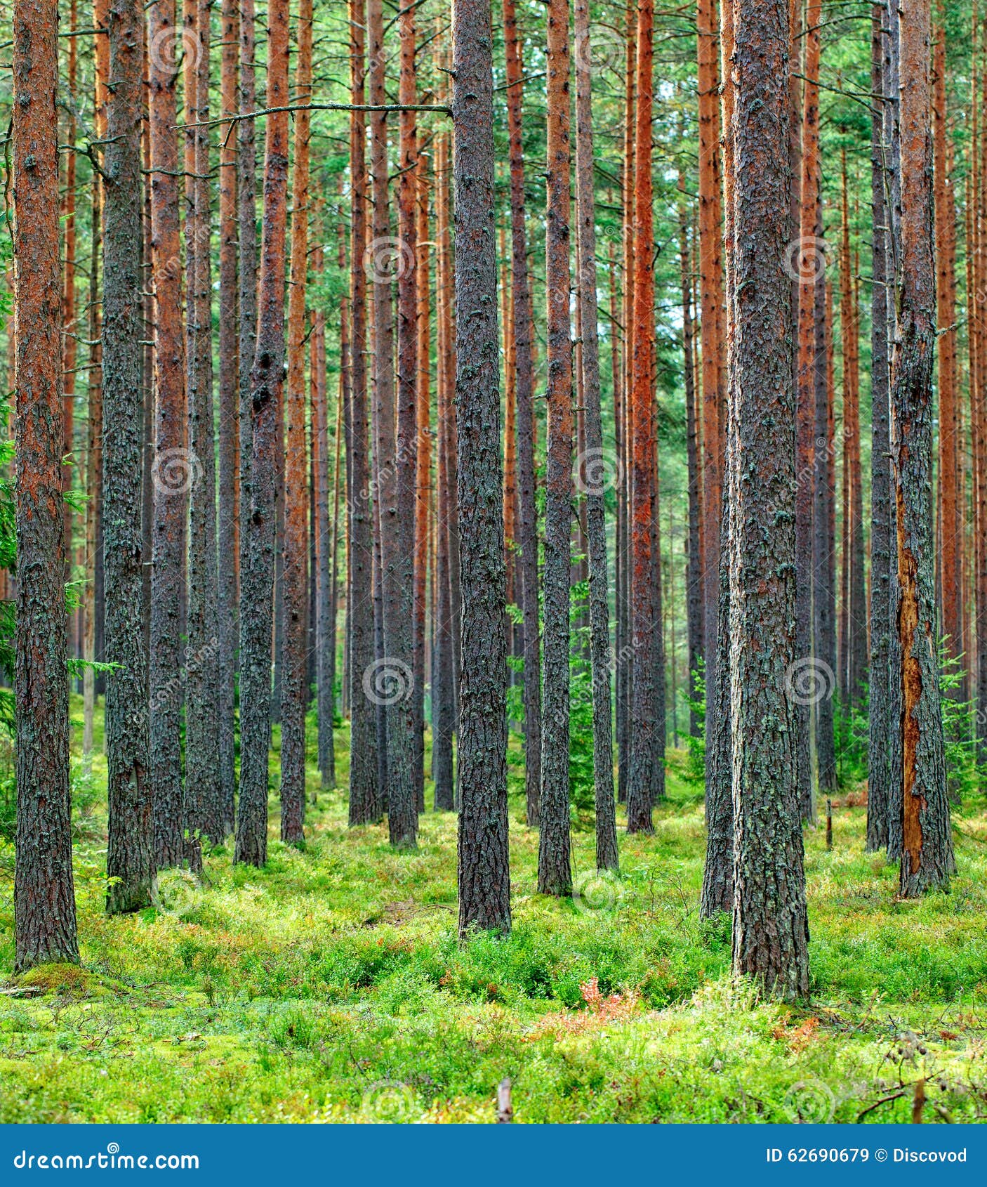 Pin Vert Frais Forest Backdrop Image stock - Image du tranquillité ...