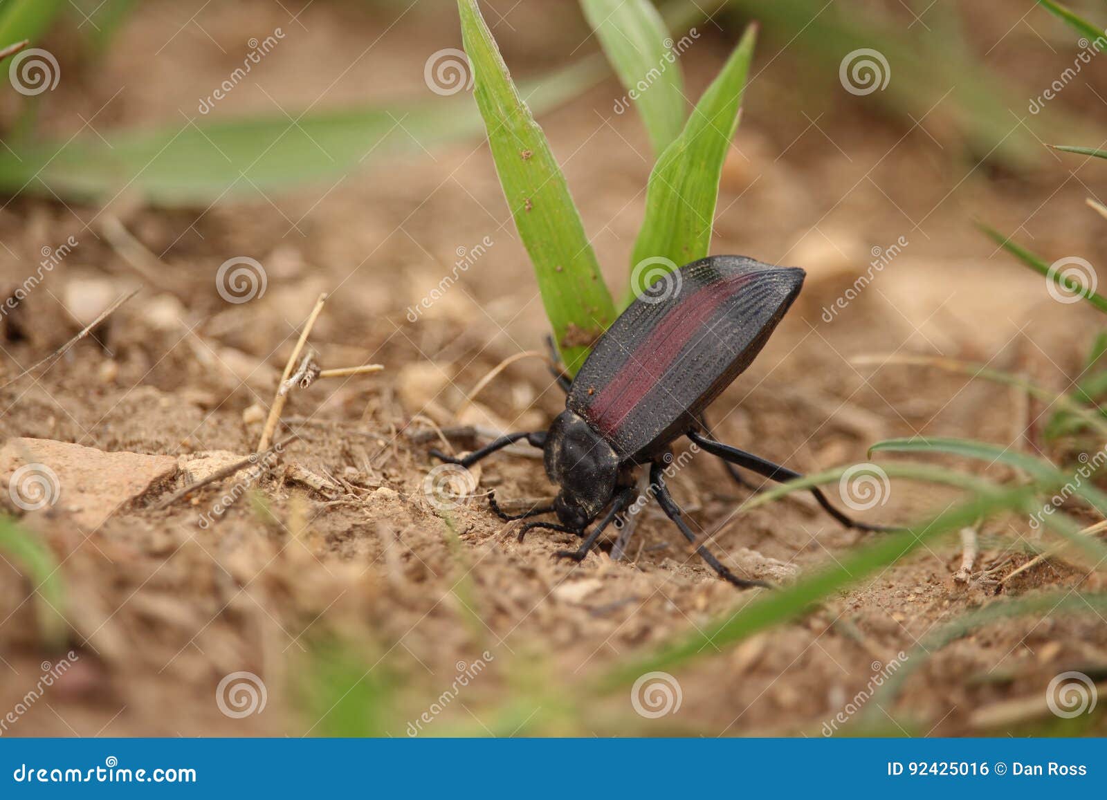 A Pinacate Beetle Defends Itself by Lifting Its Rear and Secreting a ...
