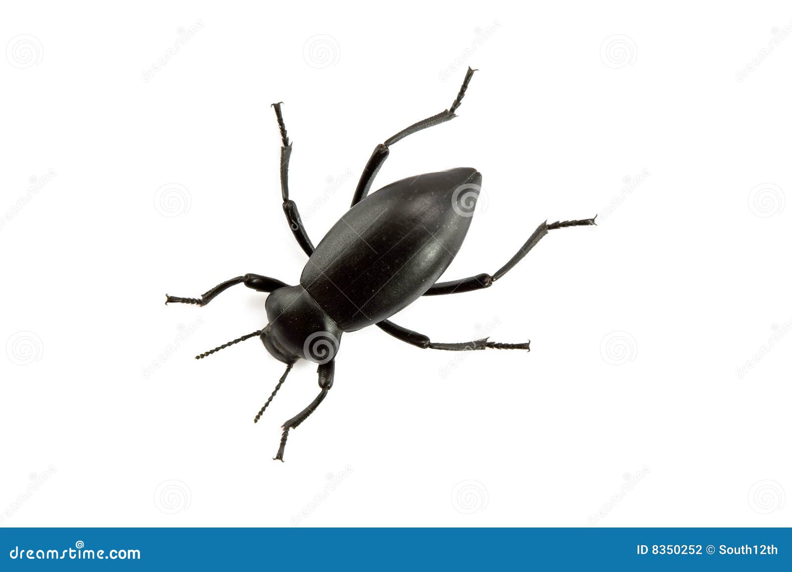 Pinacate Beetle of Genus Eleodes Stock Photo - Image of entomology ...