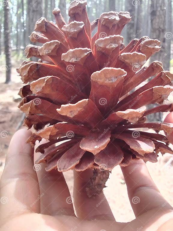 Pinace Tree Fruit Capture in Mobile Phone Camera Stock Image - Image of ...