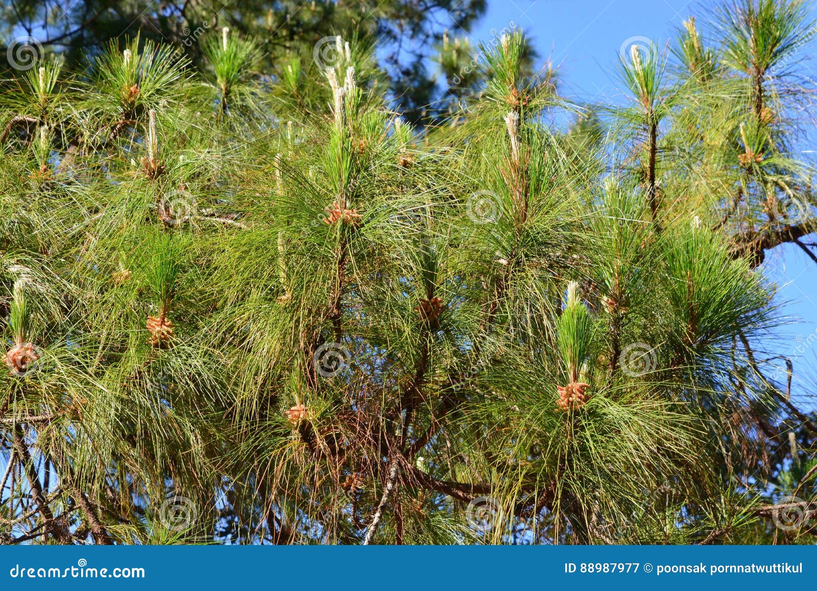 Pine Family Pinaceae Picea Glauca Moench Voss Sander Isolated Blue ...