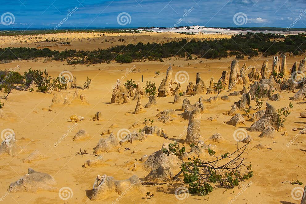 Pinacles stock image. Image of parrot, wildlife, birds - 29538105