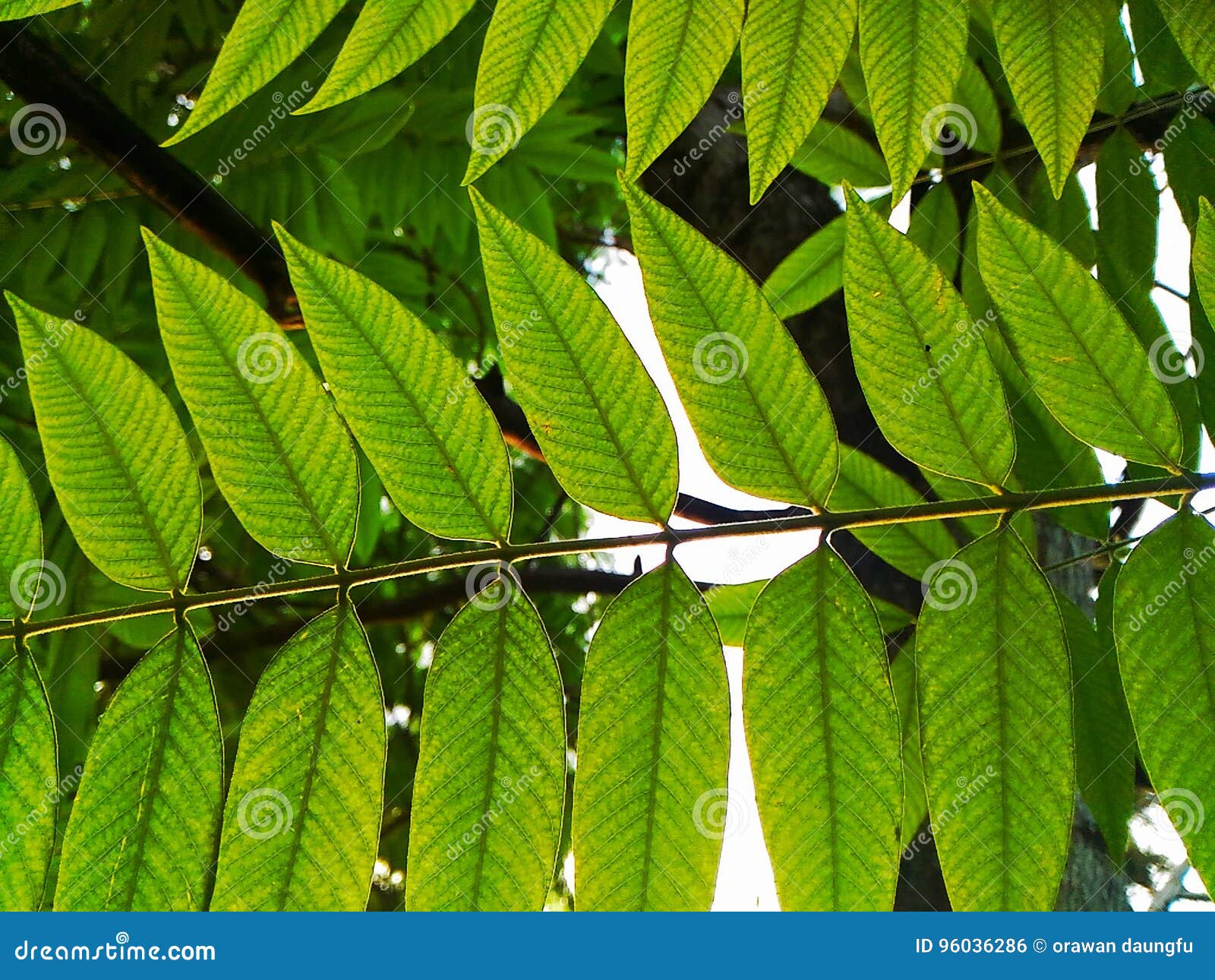 Pinado hojas del compuesto foto de archivo. Imagen de asociado - 96036286