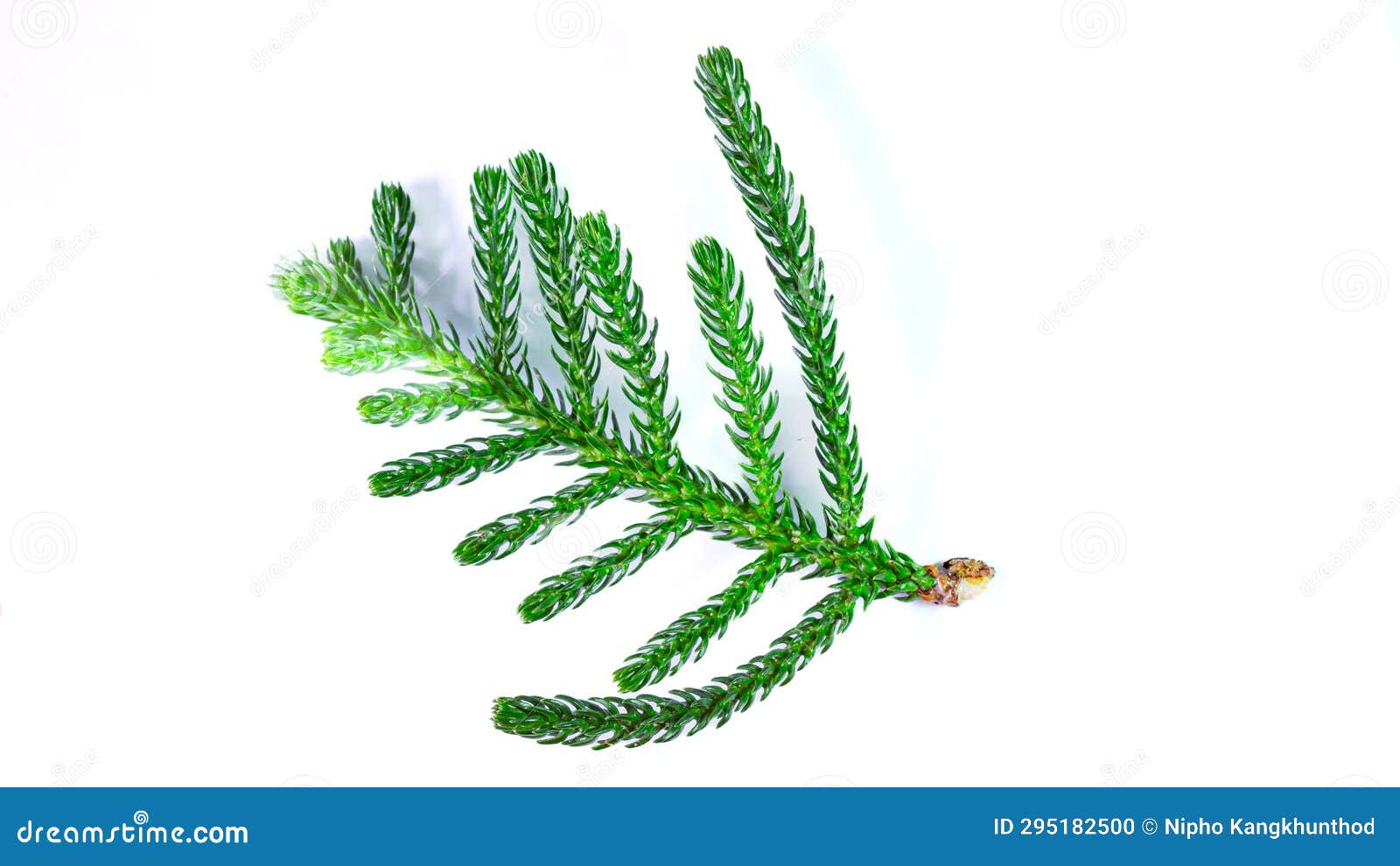 Pinales, Leaves, Green, Including Branches, on a White Background ...
