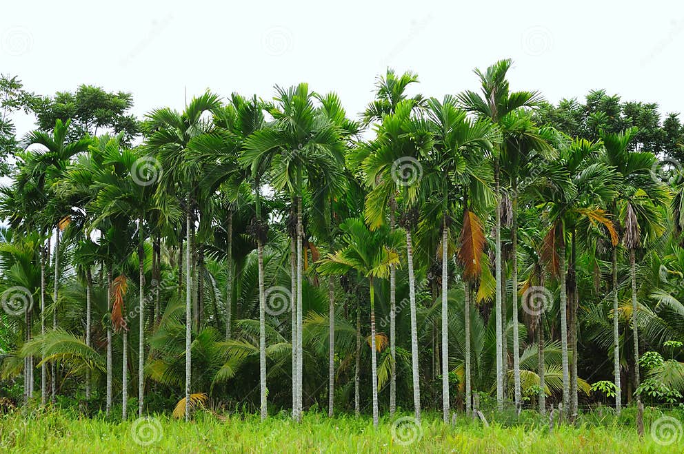 Pinang Palm Tree stock photo. Image of paradise, fruit - 17120428