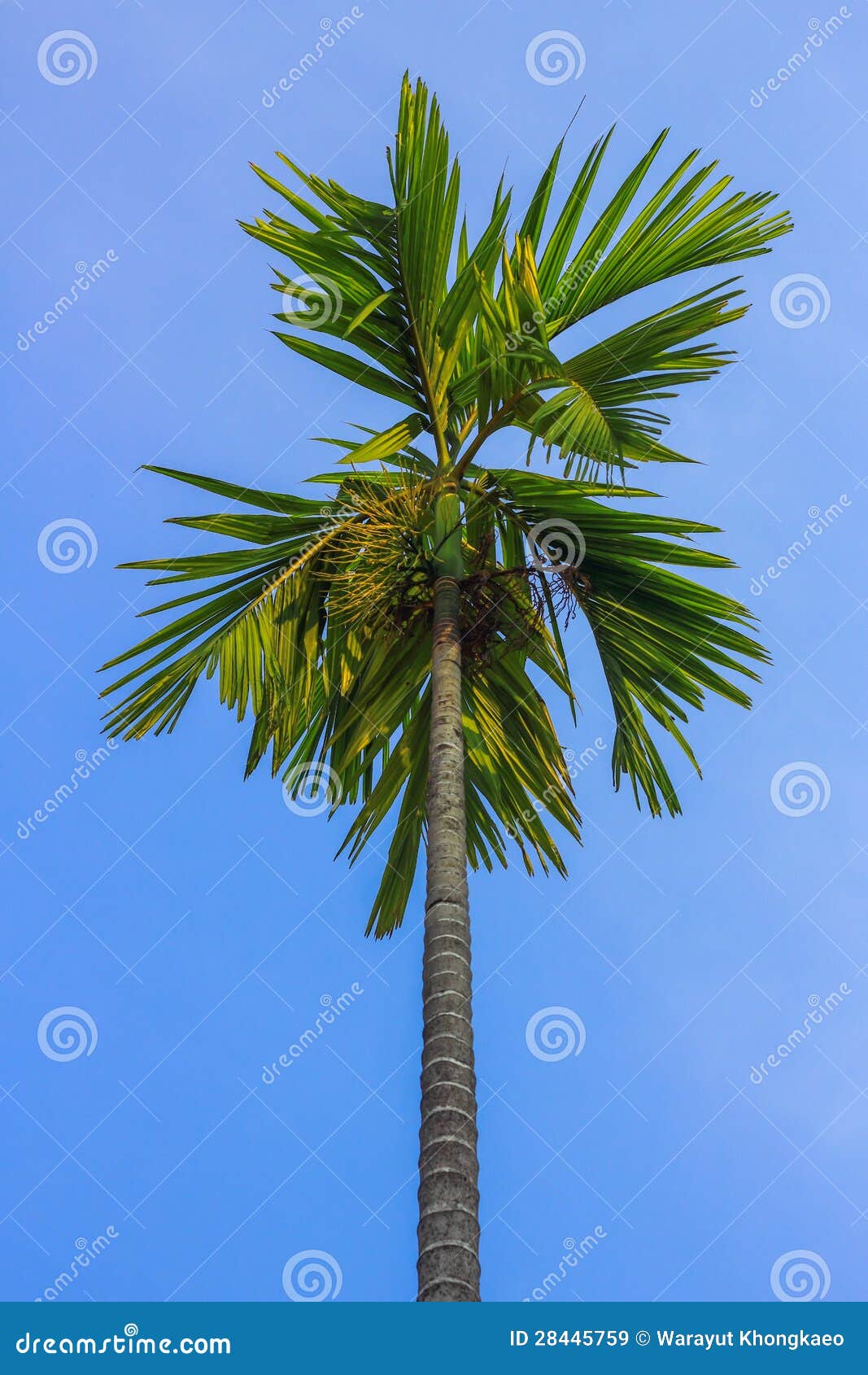 Pinang Palm Tree stock image. Image of outdoor, paradise - 28445759