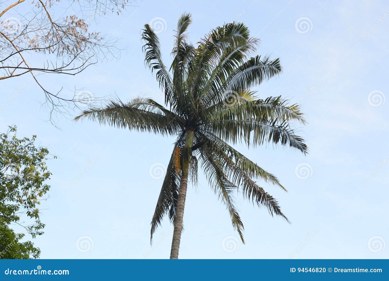 Pinang tree stock photo. Image of rose, original, nature - 94546820