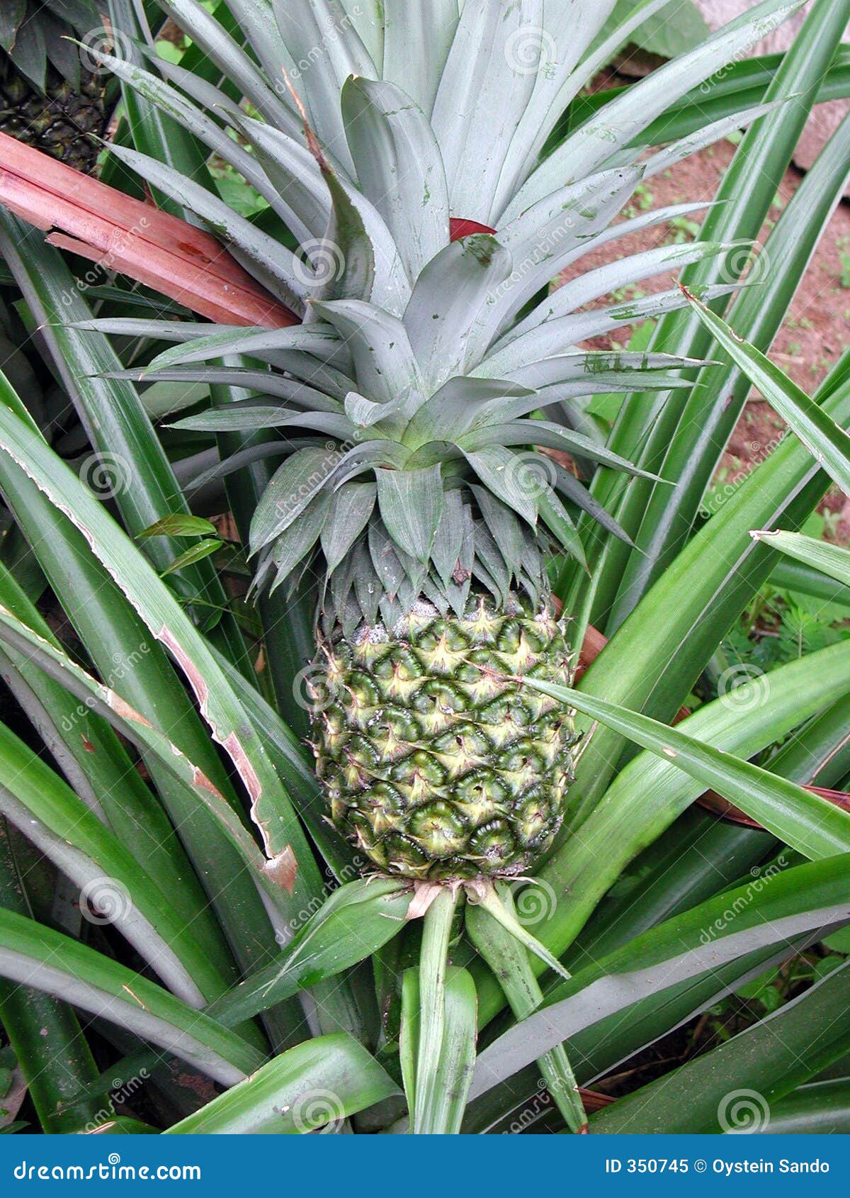 Pinaple in the wild stock image. Image of plant, pineaple - 350745