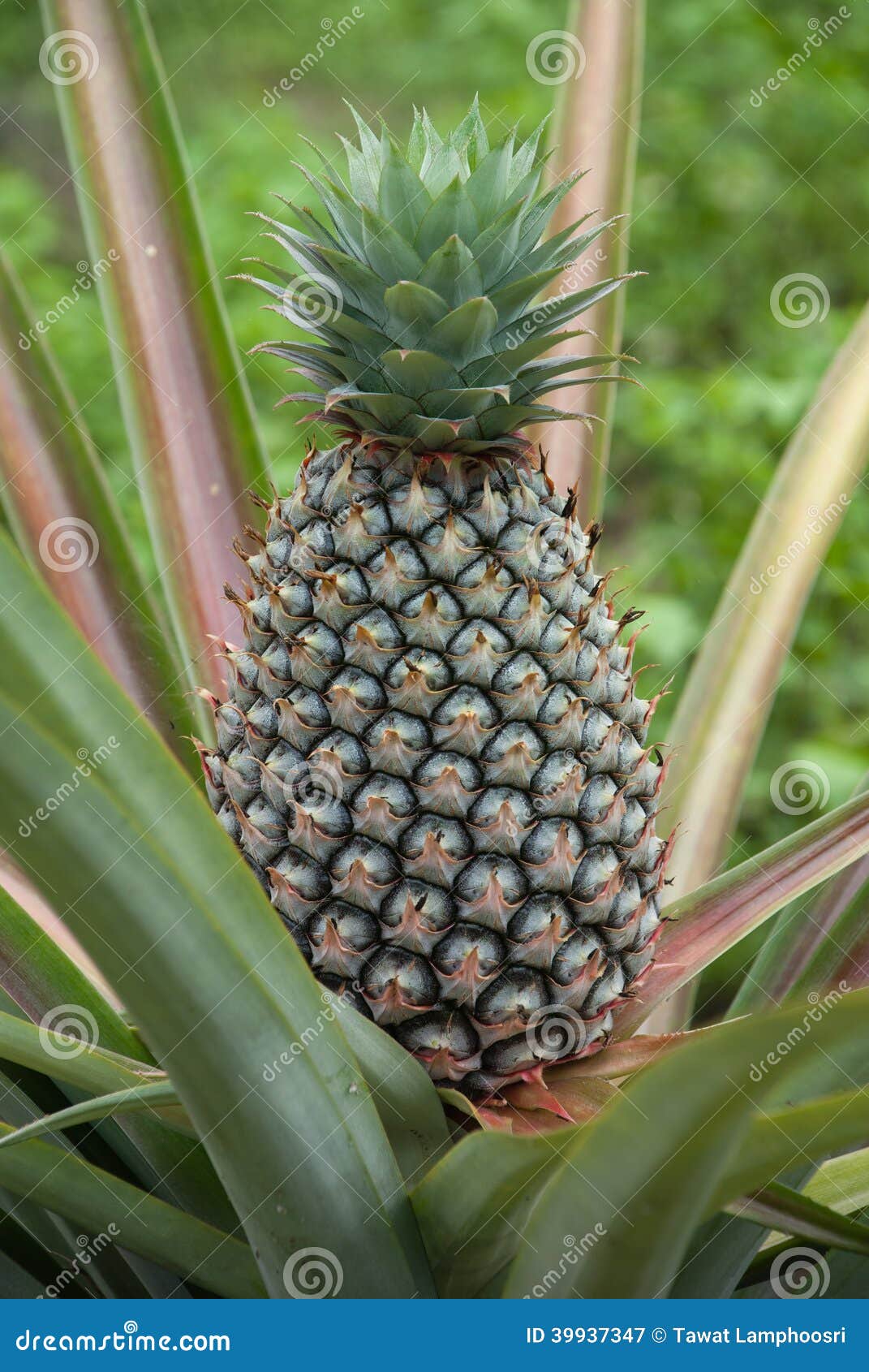 Pinaple in the wild stock image. Image of plant, juice - 39937347