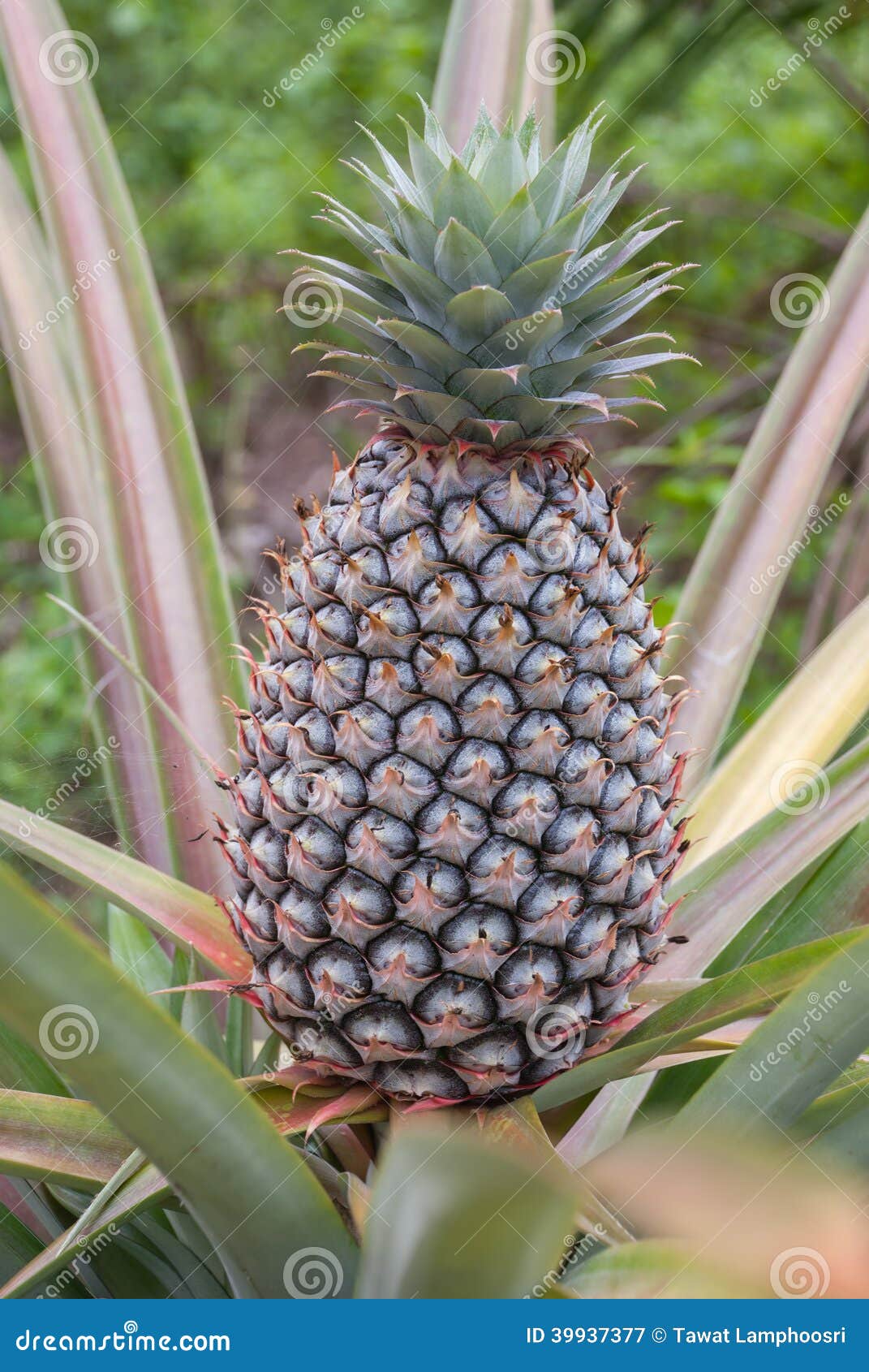 Pinaple in the wild stock image. Image of tree, bush - 39937377