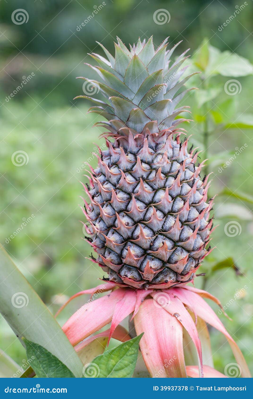 Pinaple in the wild stock photo. Image of juice, bromeliaceae - 39937378