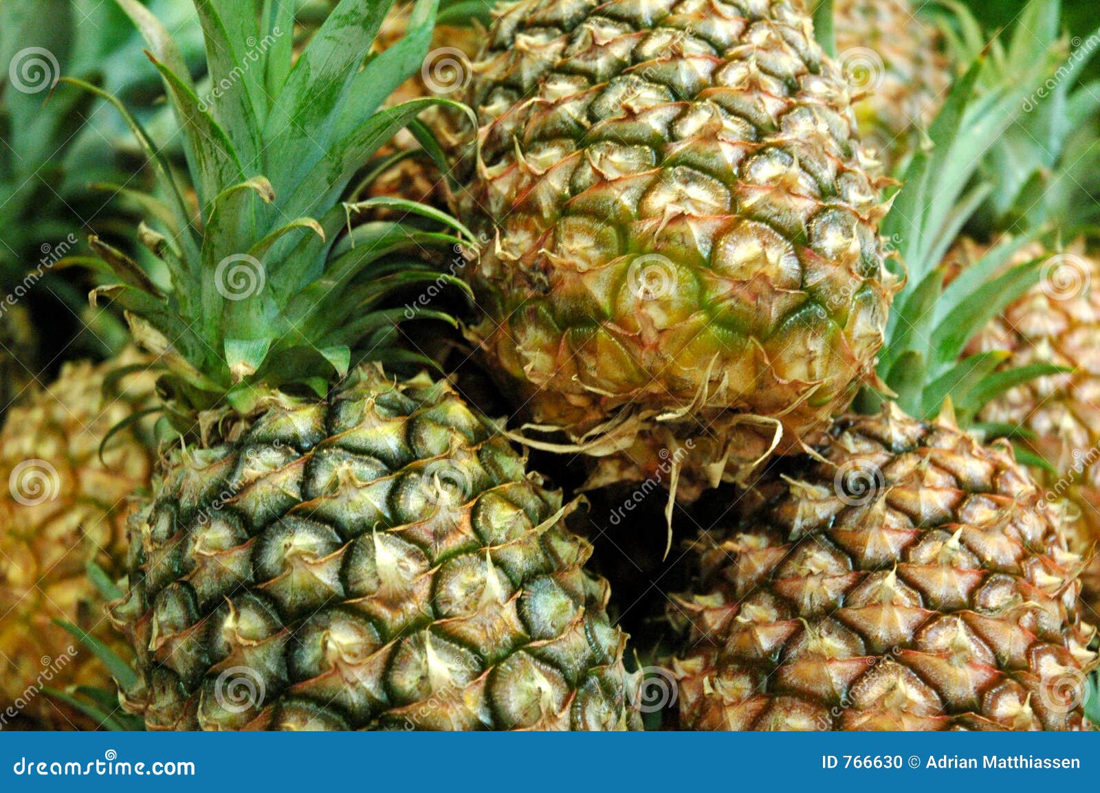 The Pinapples 2 stock photo. Image of garden, cooking, crowd - 766630