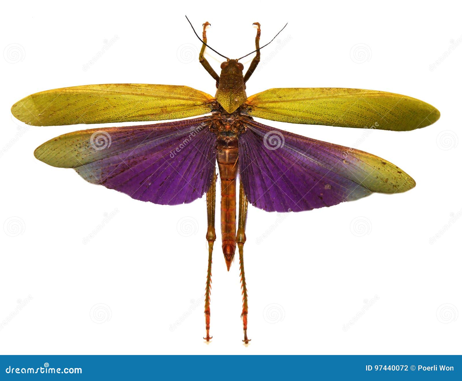 Pinc Locust stock photo. Image of locust, extended, yellow - 97440072