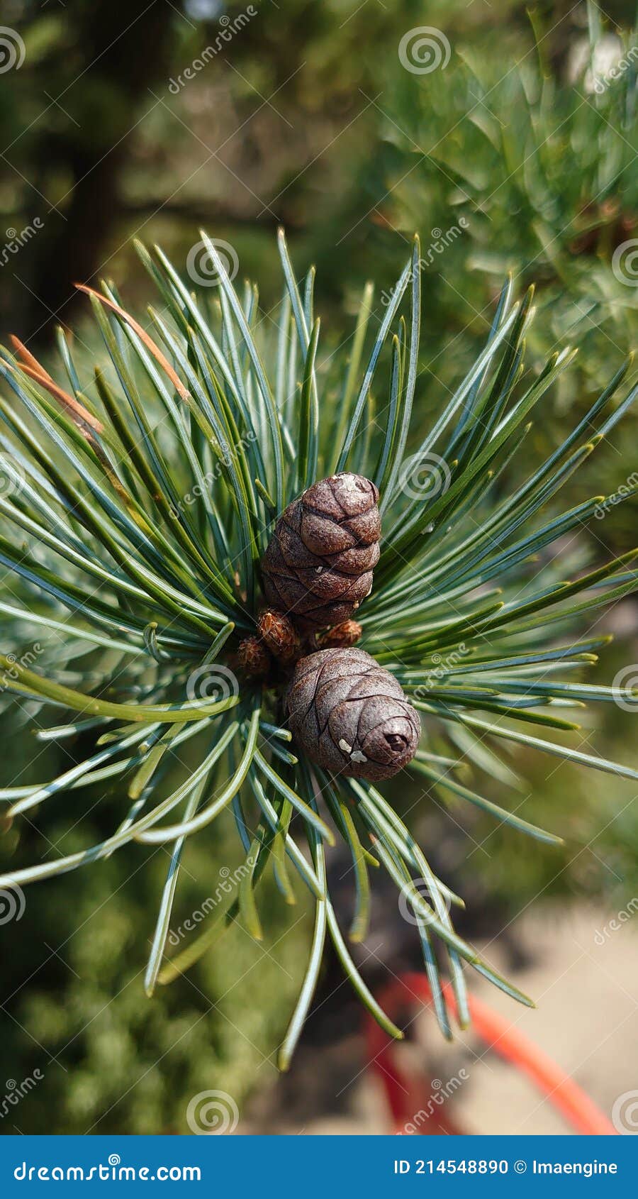 Pine Cone Buds - Springtime at the Botanical Garden in Bucharest Stock Photo - Image of thorns ...