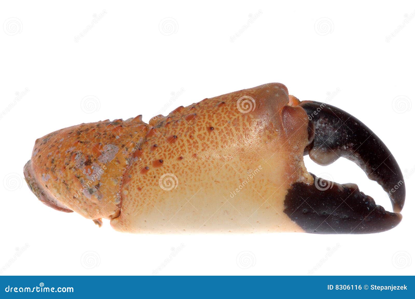 Pincer stock photo. Image of close, animal, pincer, nature - 8306116