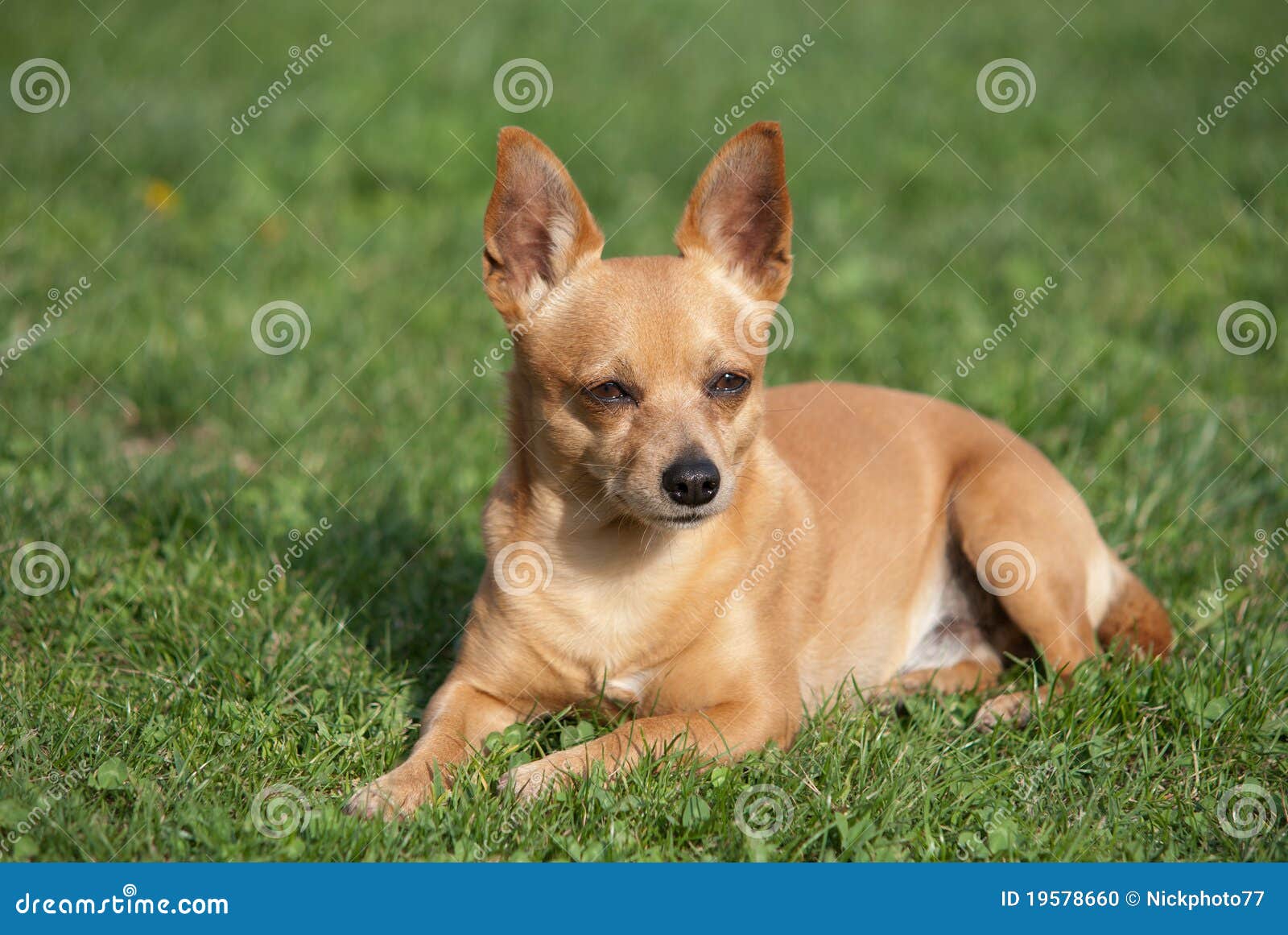Pincher stock photo. Image of brown, marrone, pincher - 19578660