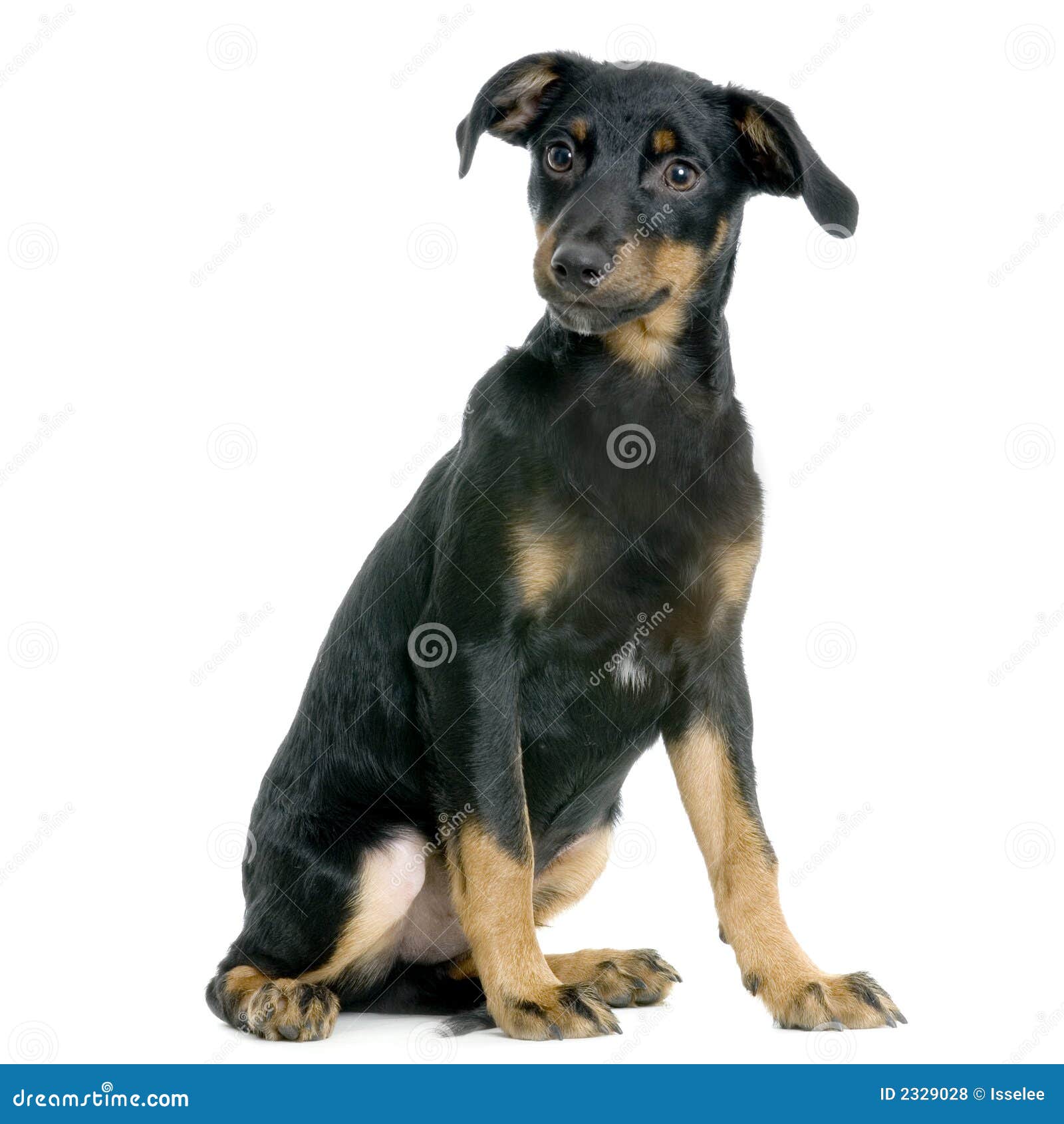 Pincher stock photo. Image of sitting, pedigree, portrait - 2329028