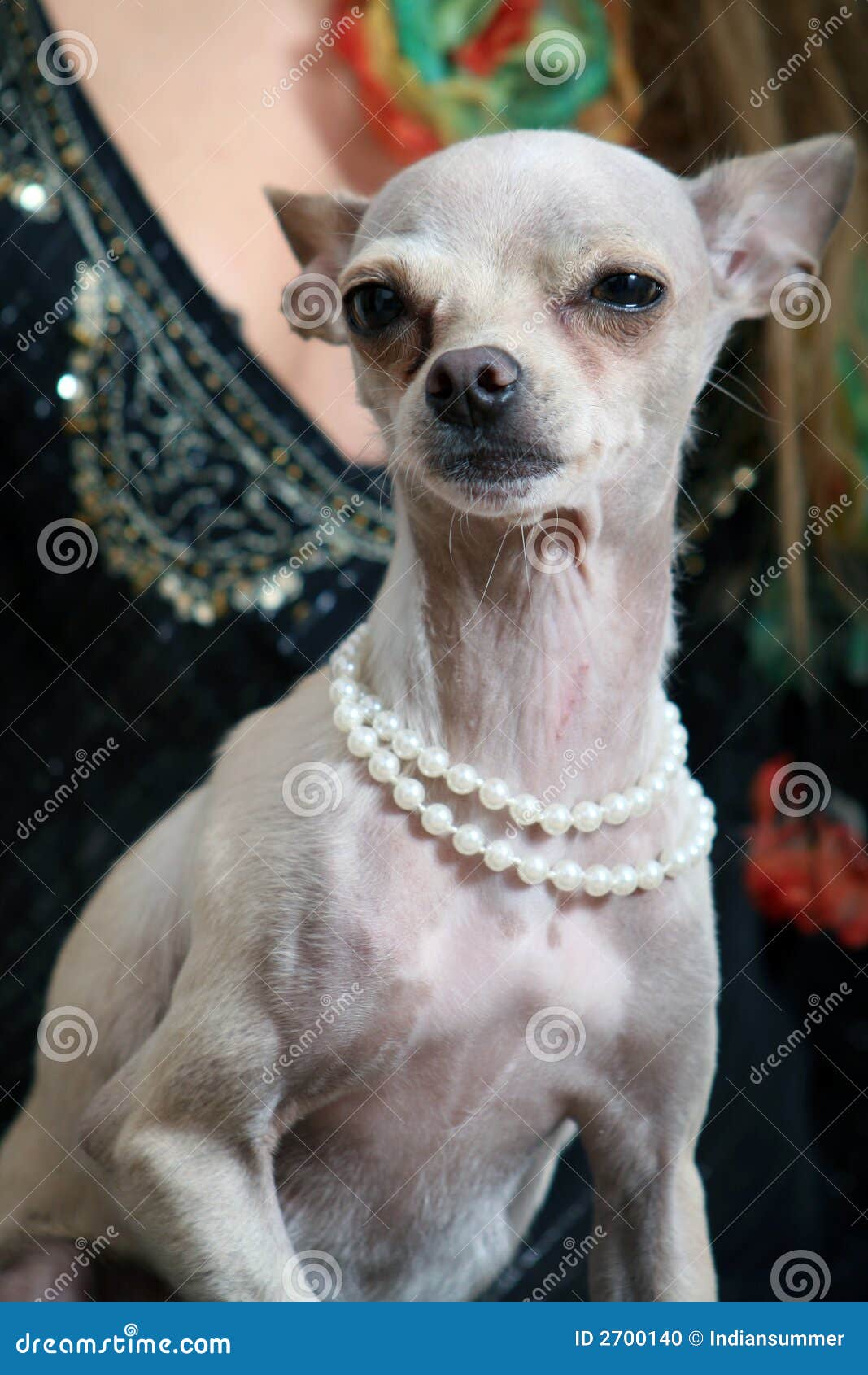 Pincher stock photo. Image of miniature, fresh, adult - 2700140