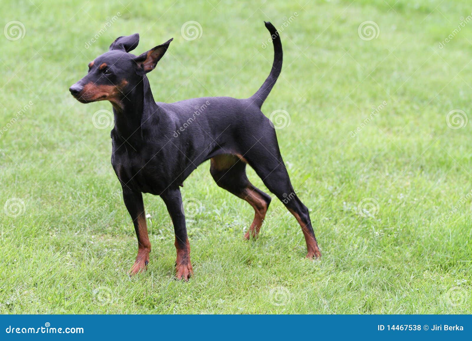 Pincher allemand photo stock. Image du allemand, coloré - 14467538