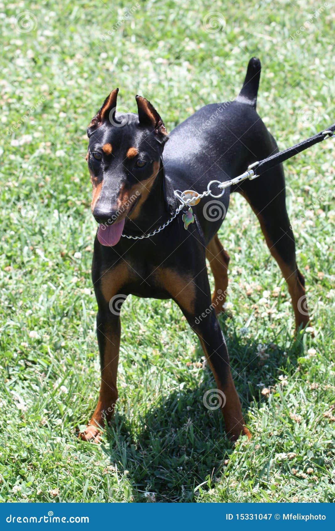 Pincher allemand image stock. Image du protection, détente - 15331047